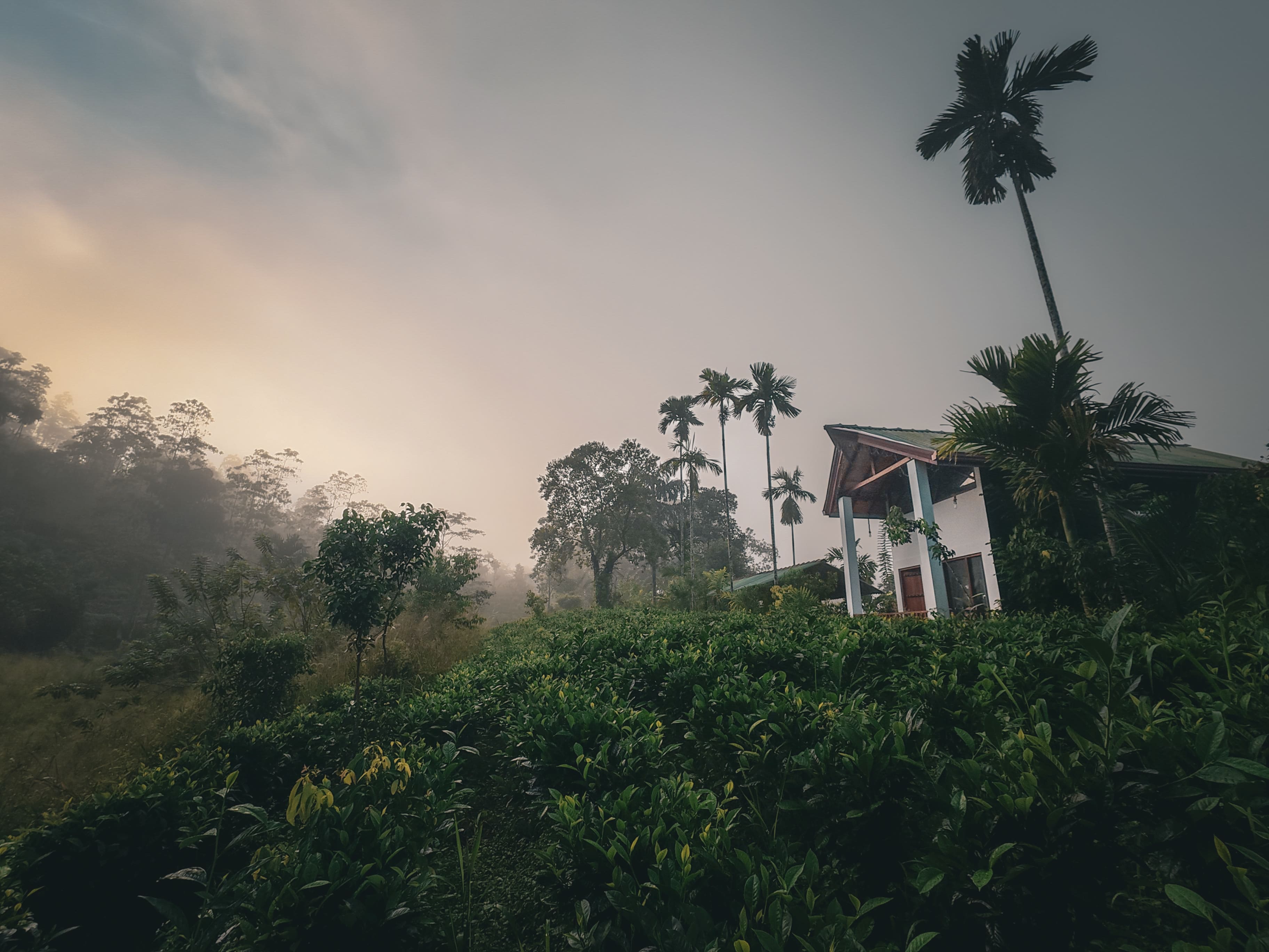 Rainforest Vibe Sinharaja